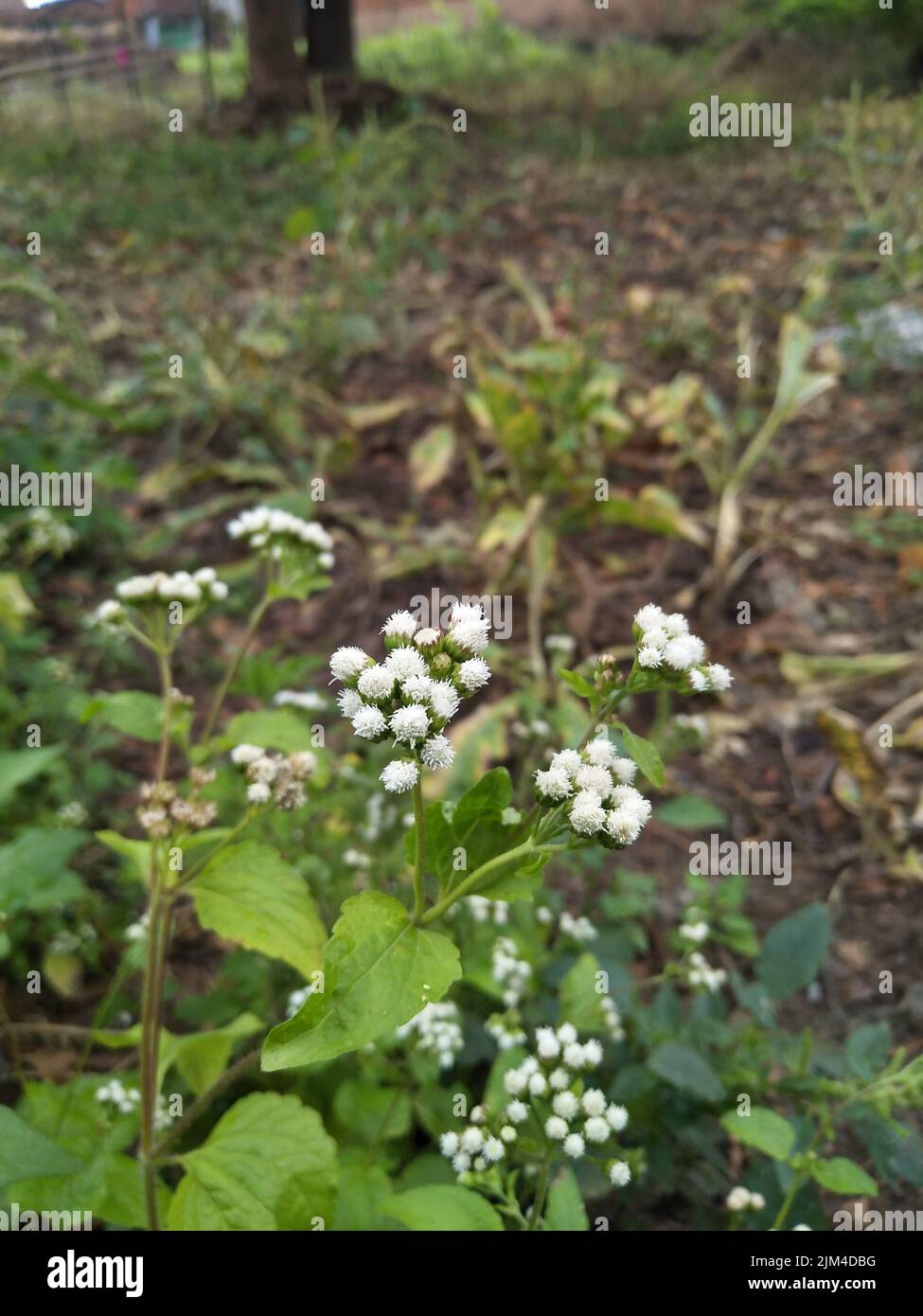 Tropical whiteweed ageratum conyzoides hi-res stock photography and ...