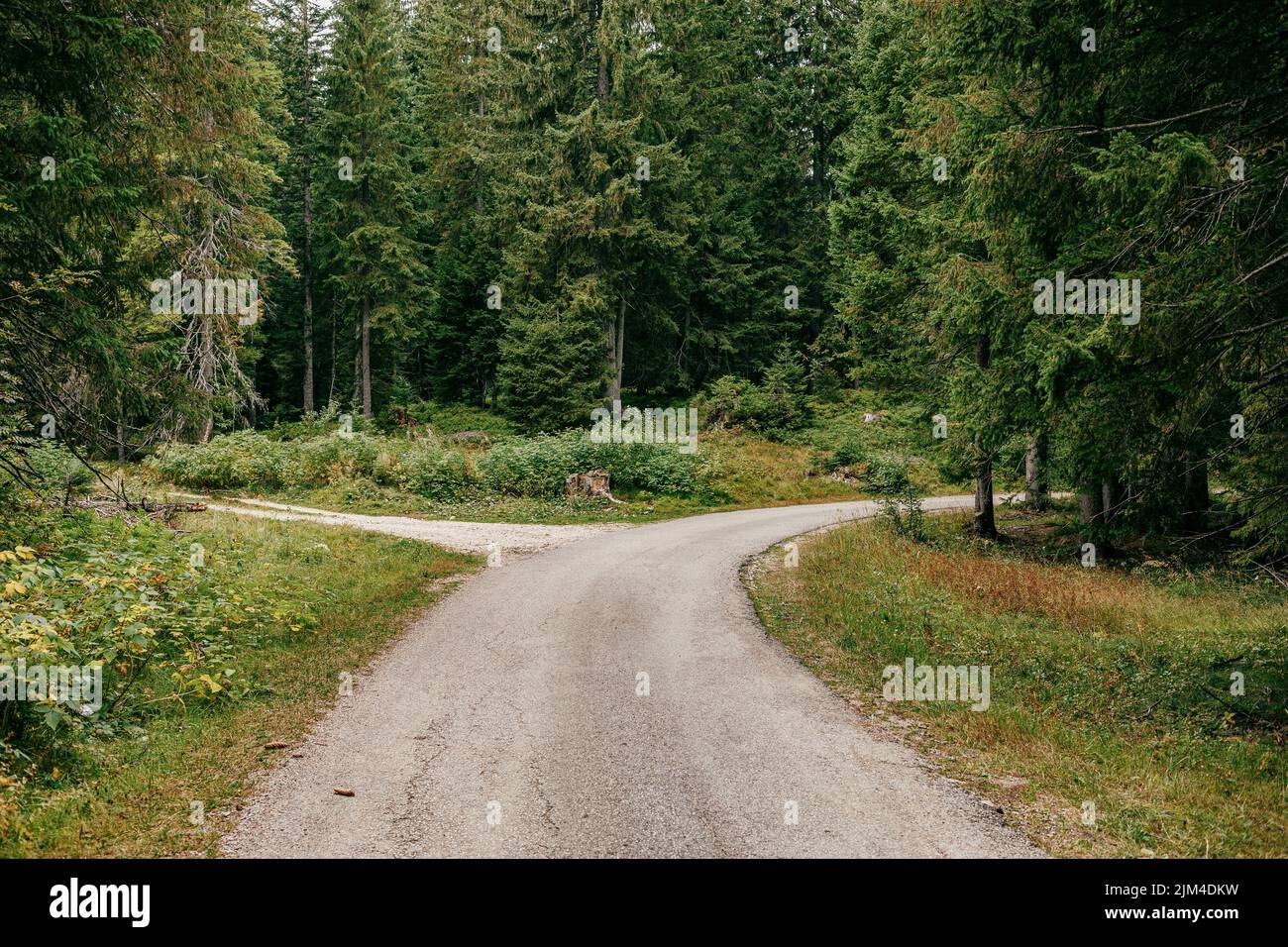 The road passing through the forest with green coniferous trees. Hiking ...