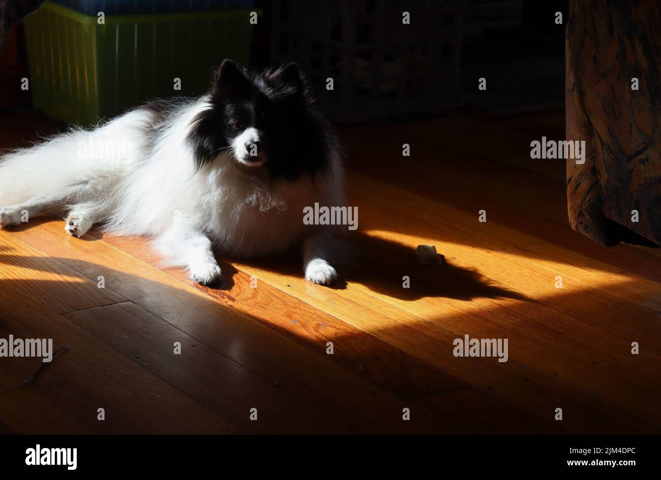 dog sitting in window sunlight in sha Stock Photo - Alamy