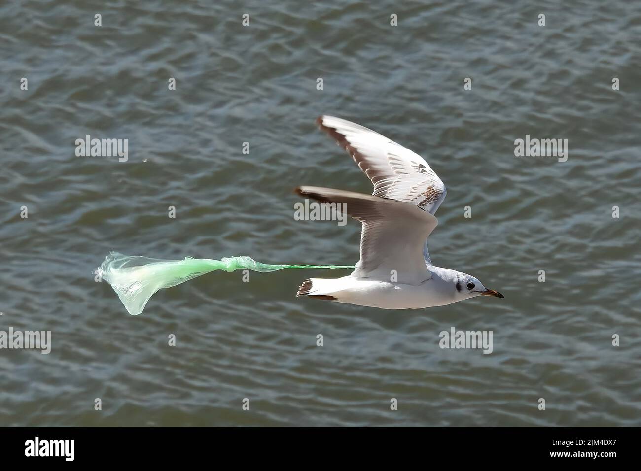 Plastic pollution of the ocean fauna hi-res stock photography and ...