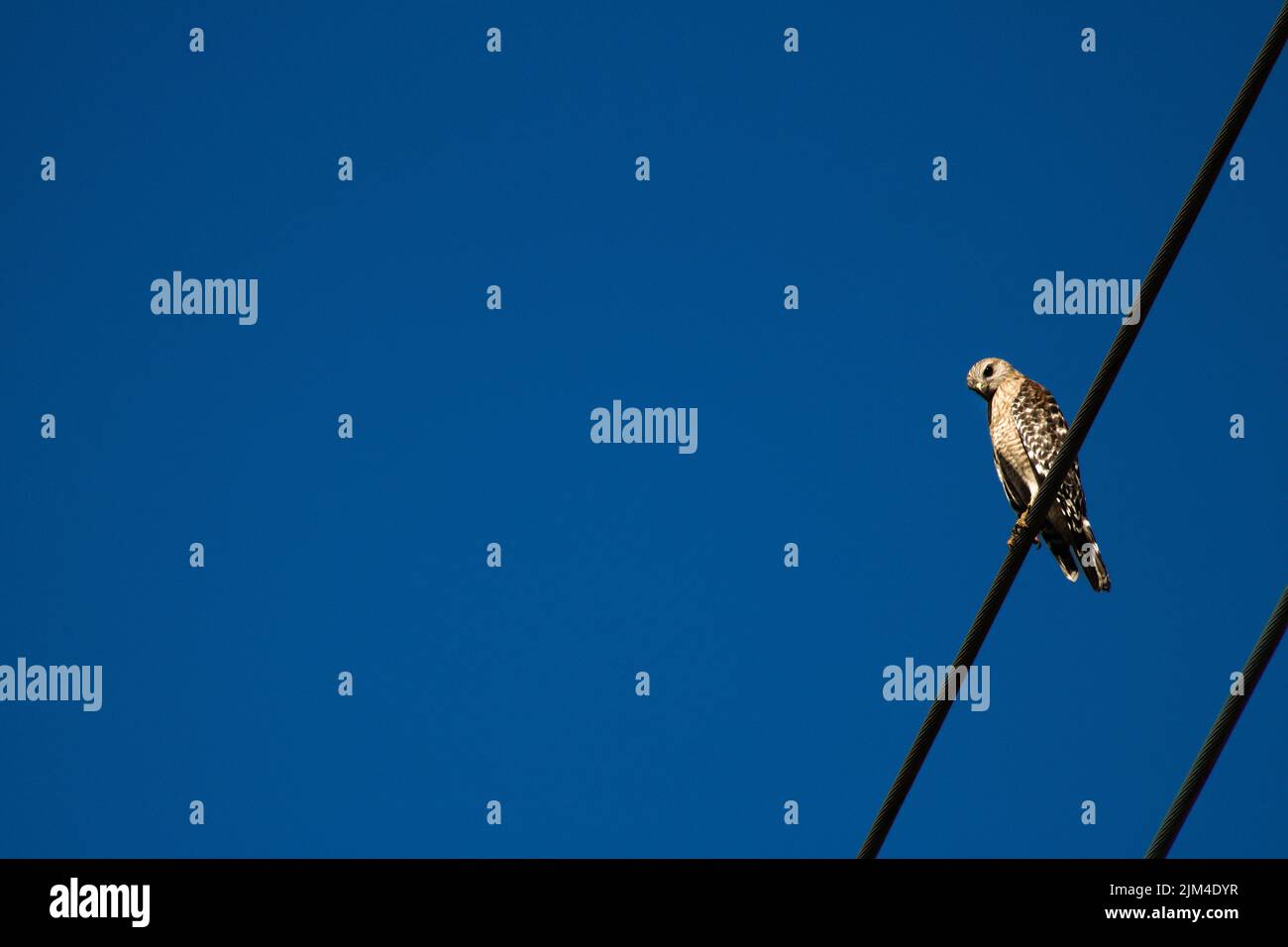 A hawk resting on a power line Stock Photo - Alamy