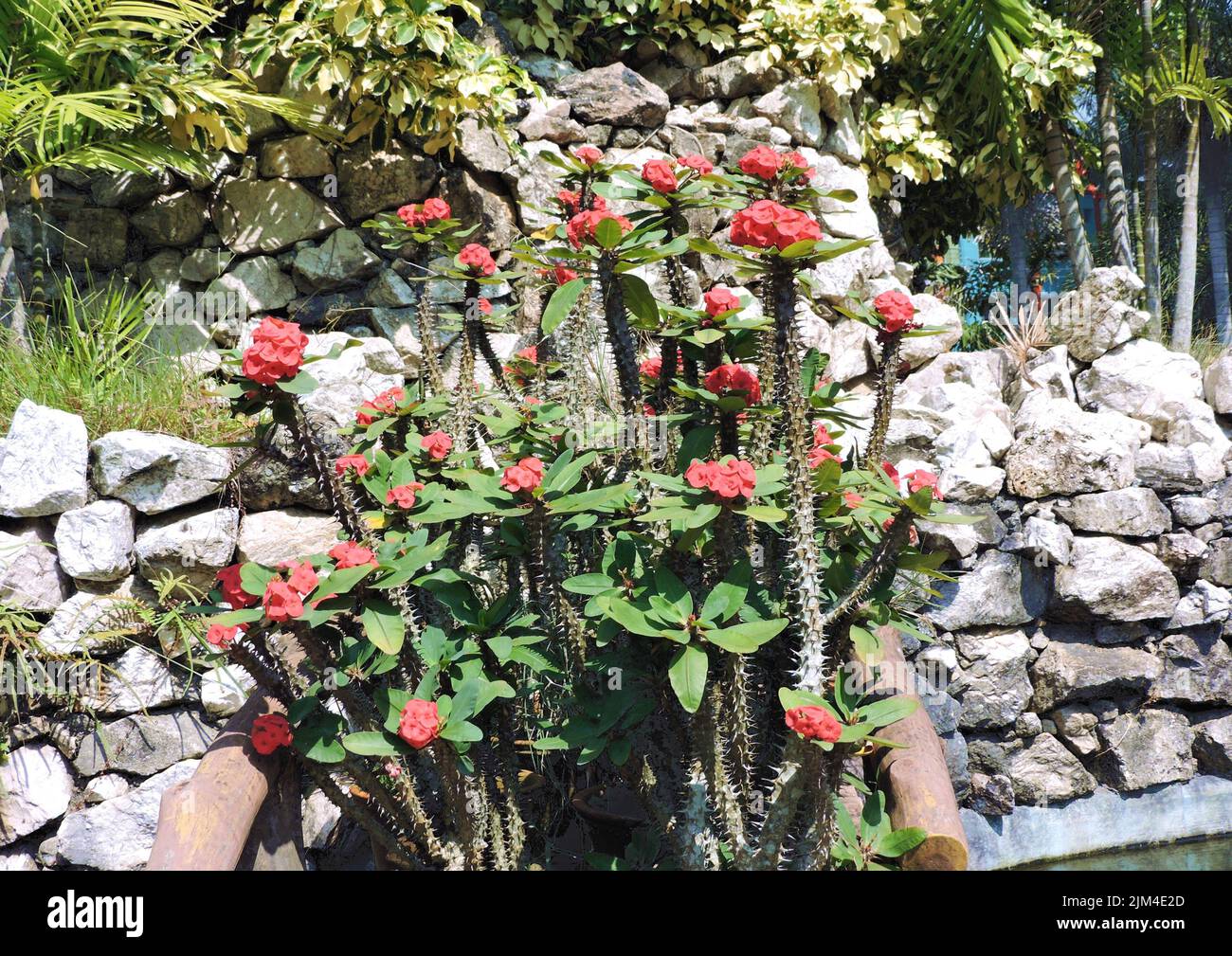 A bush with crown of thorns or Christ plant (Euphorbia milii) outdoors ...