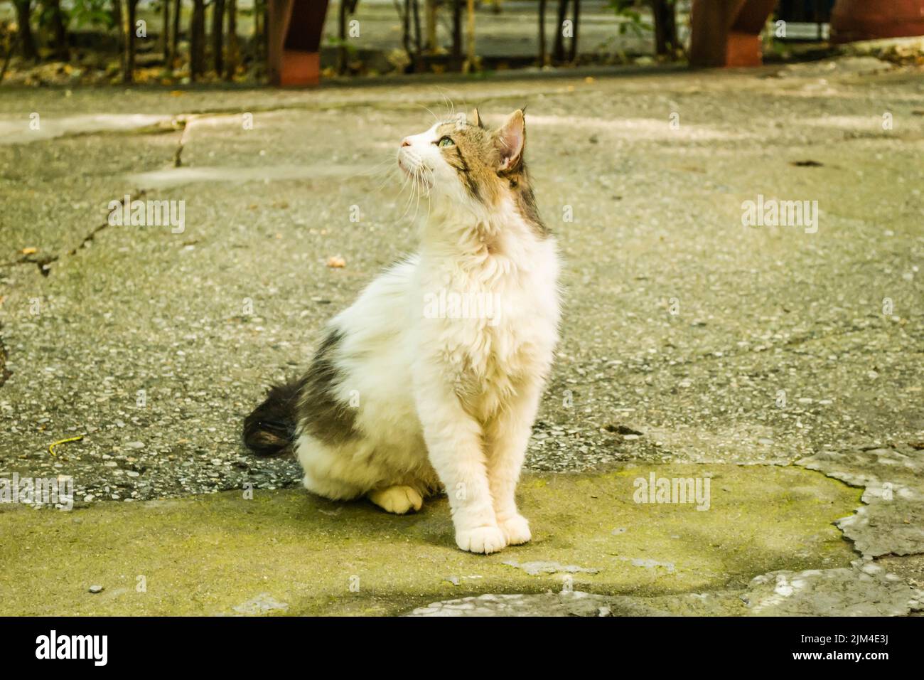 A closeup of a cute fluffy Cyprus cat sitting outdoors on the ground ...