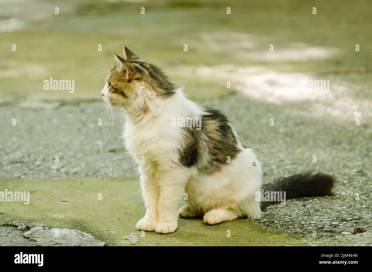 A closeup of a cute fluffy white and gray Cyprus kitten sitting on the ...