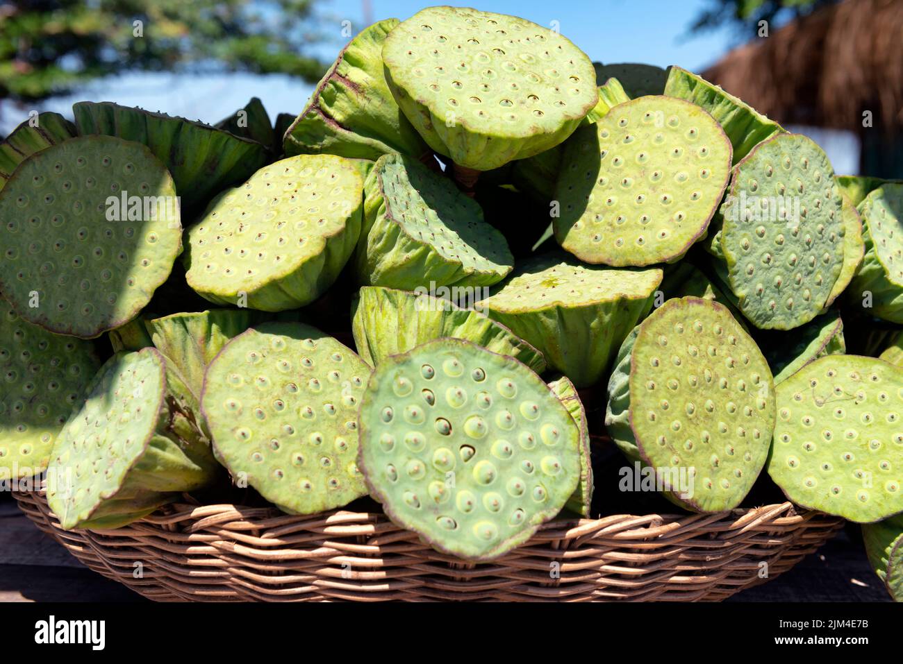 Basket of green lotus pods Stock Photo - Alamy