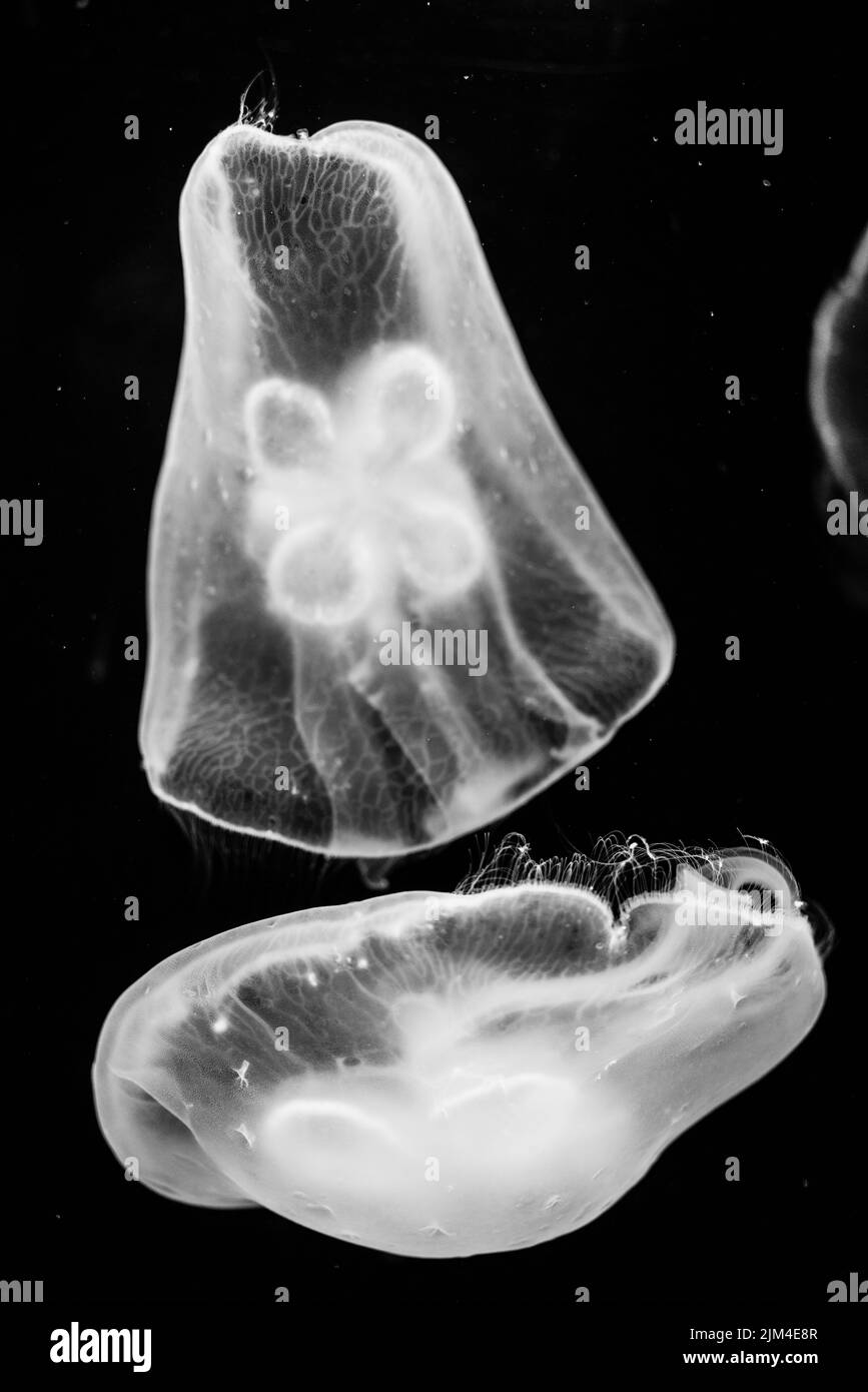 A vertical grayscale shot of two jellyfish underwater Stock Photo - Alamy