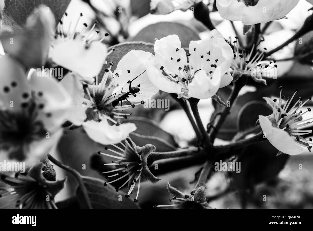 Pear blossom branch flowers on Black and White Stock Photos & Images ...