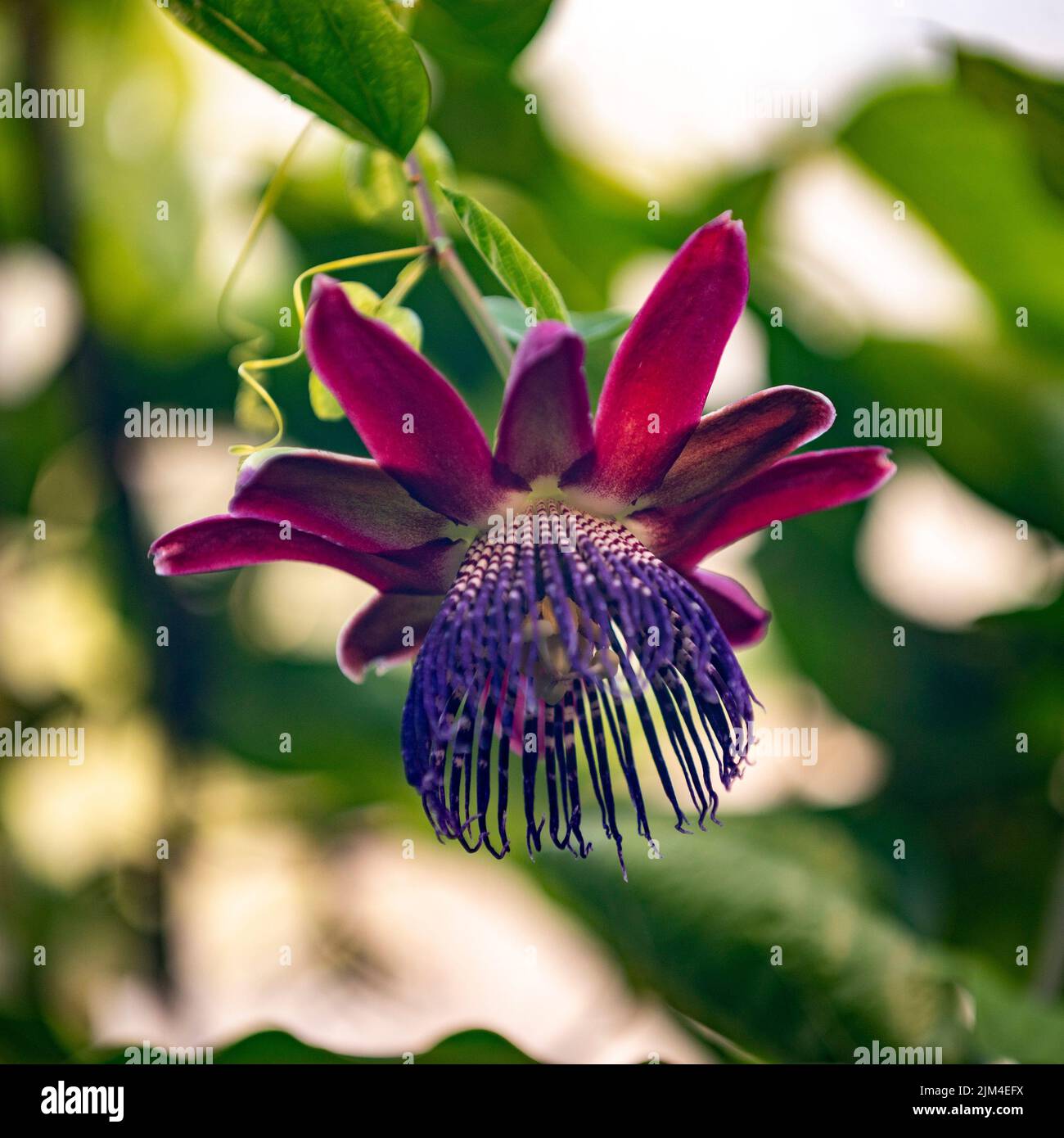 Winged passion flower hi-res stock photography and images - Alamy