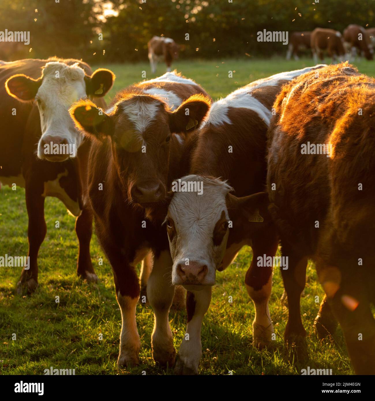 A wallpaper of cows pasturing in the fields at sunset Stock Photo - Alamy