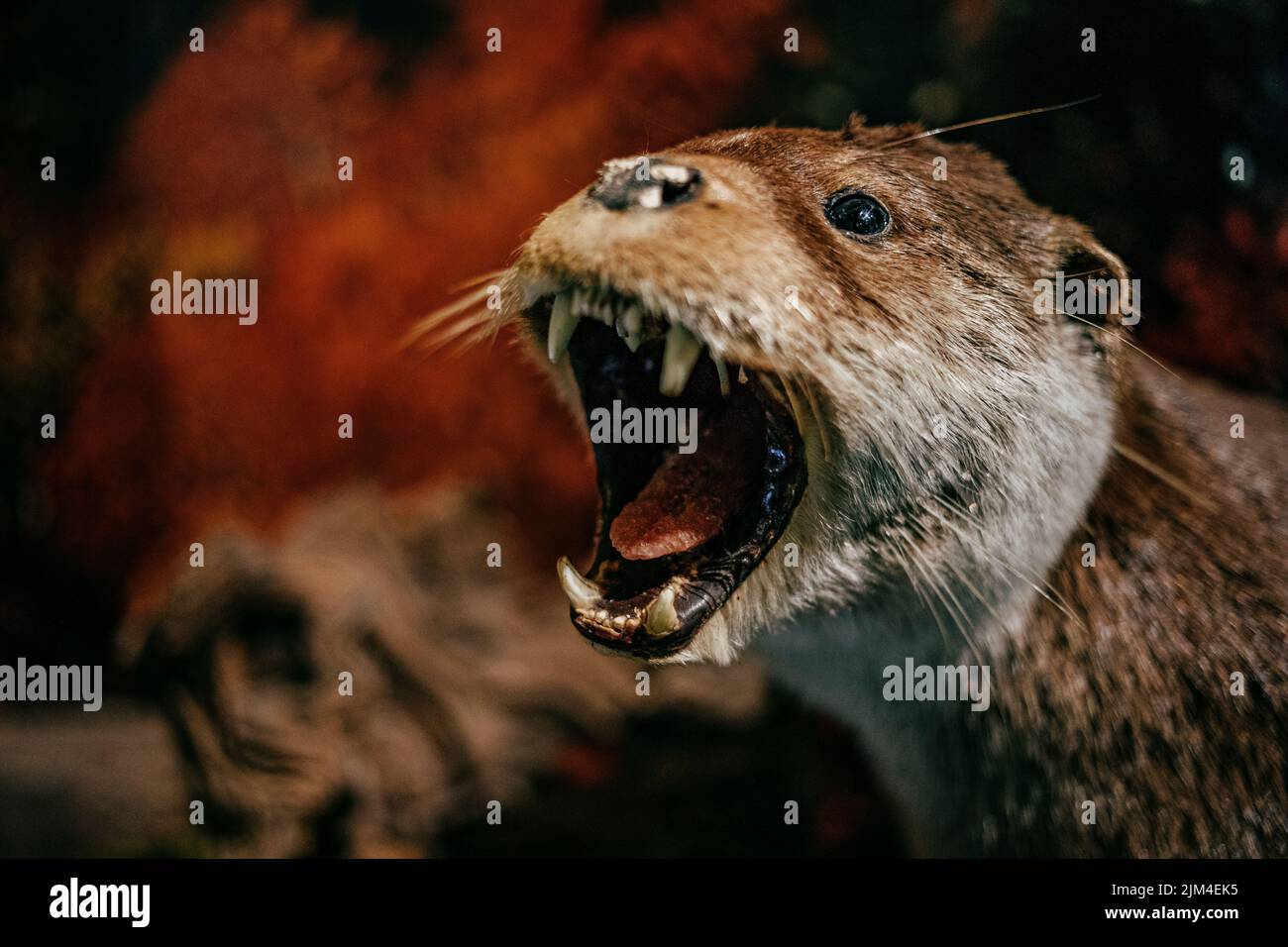 A closeup of an otter sculpture with its mouth open, getting ready to ...