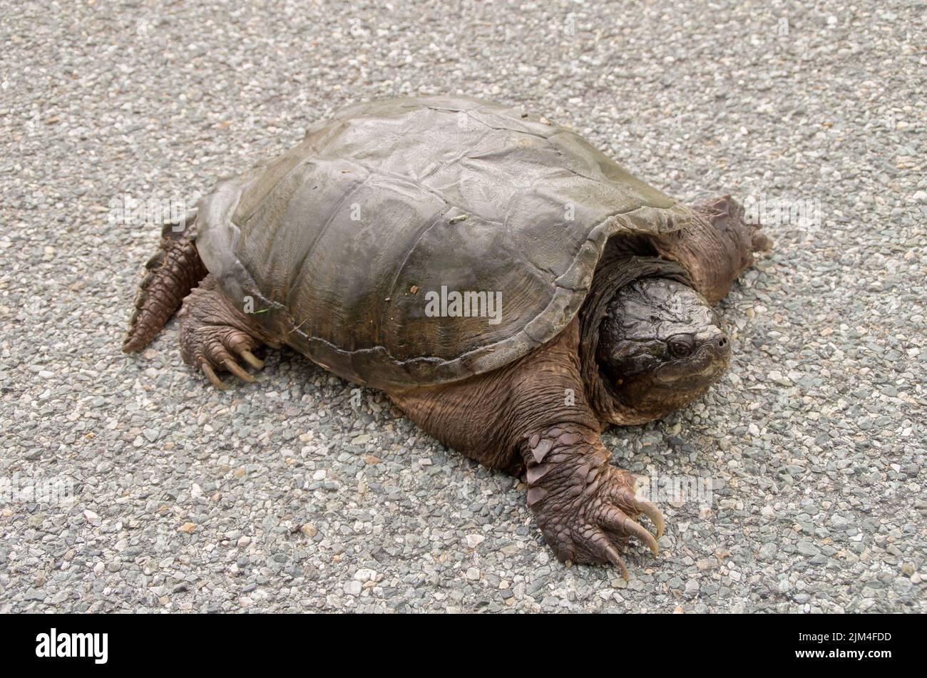 A large snapping turtle crossing the road in a rural area of Rhode ...