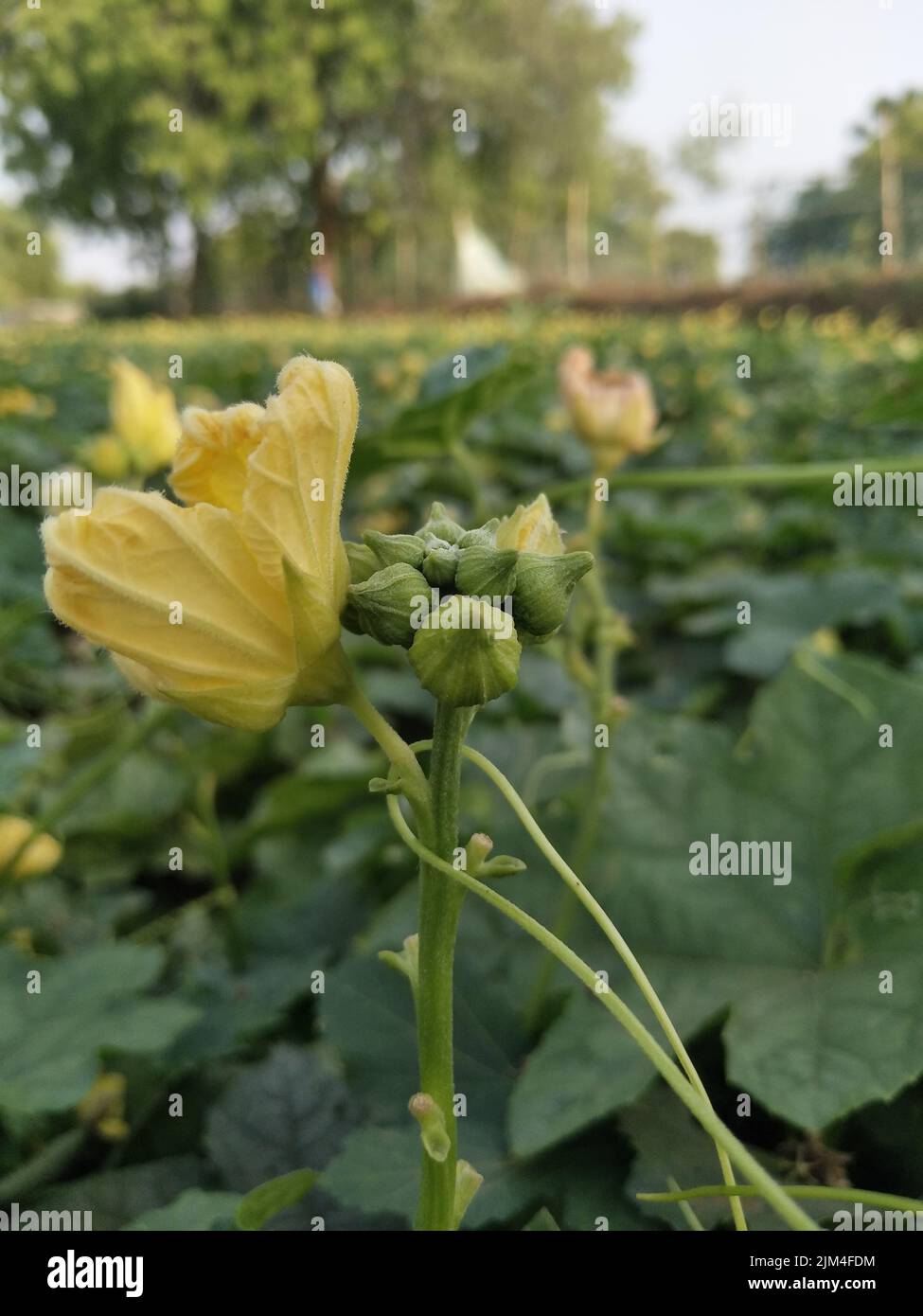 Sponge cucumber flower hi-res stock photography and images - Alamy