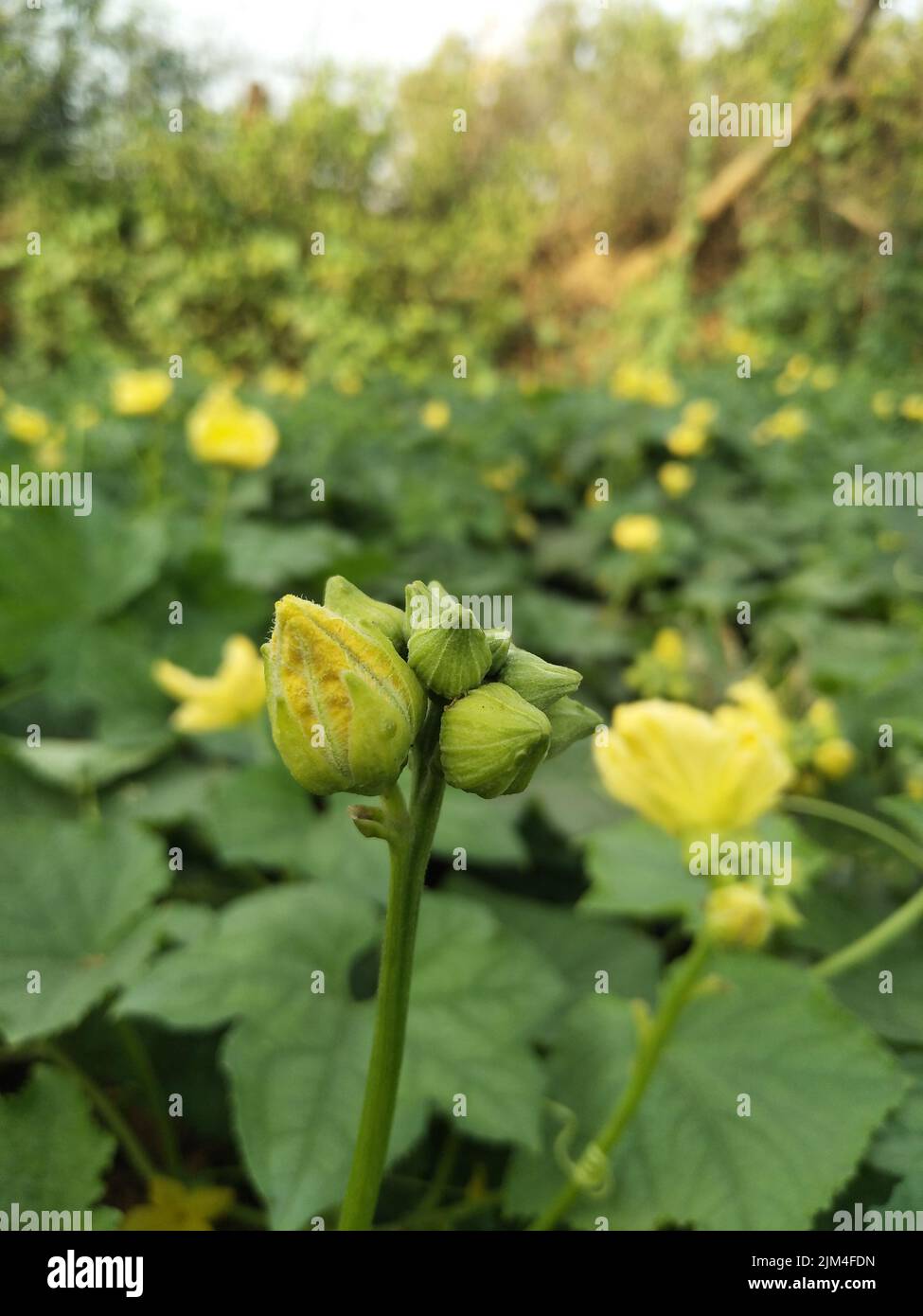 Beautiful sponge gourd flower hi-res stock photography and images - Alamy
