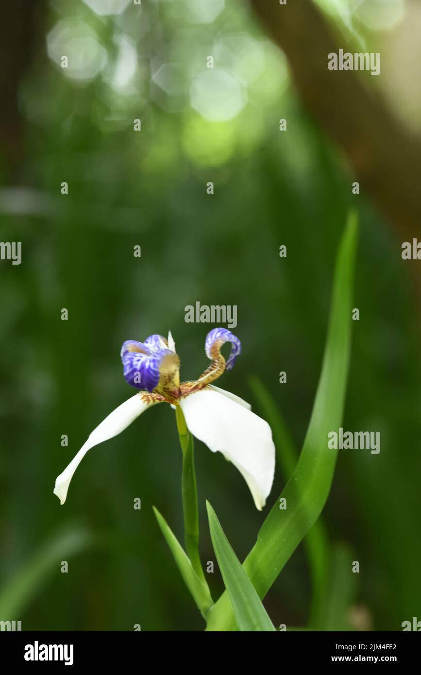 A vertical shot of a walking iris on the blurry background Stock Photo ...