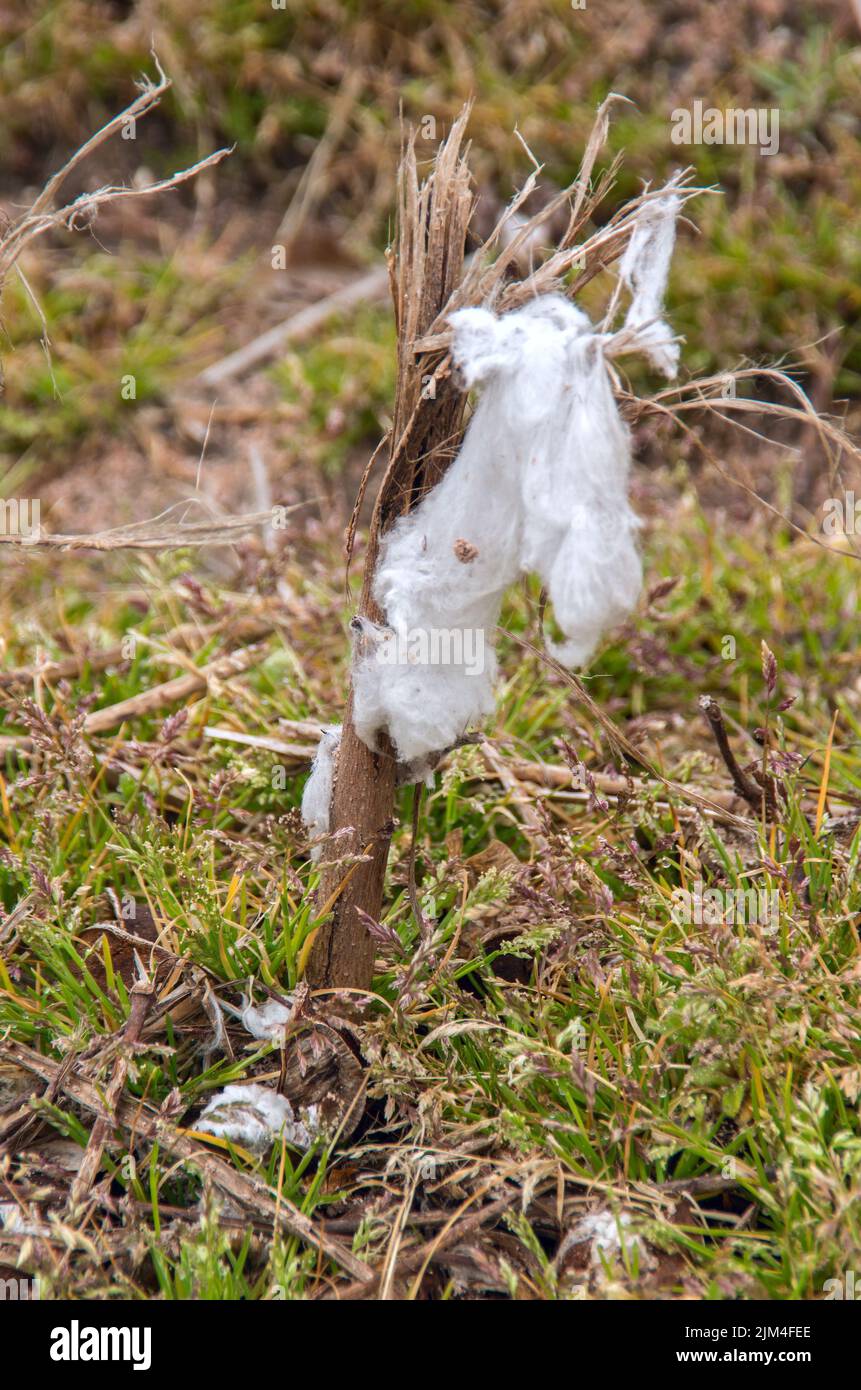 A vertical of cotton clinging to the stalk after harvesting on a farm ...