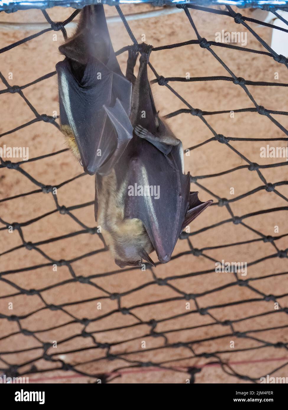 A vertical shot of a bat hanging on the metal grid Stock Photo - Alamy