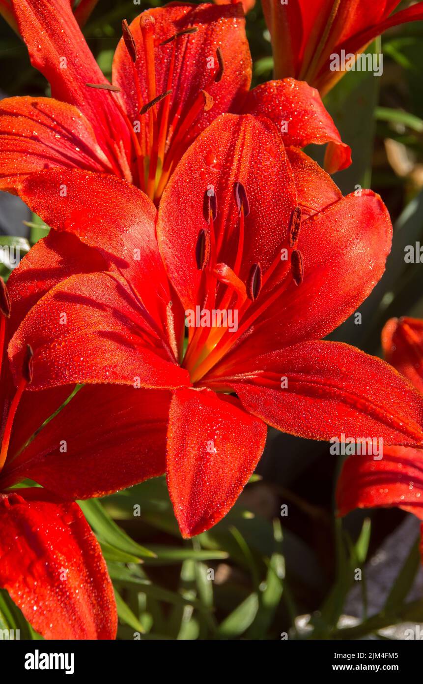 A vertical of goldband lilies blossoming in a garden in Southwest ...