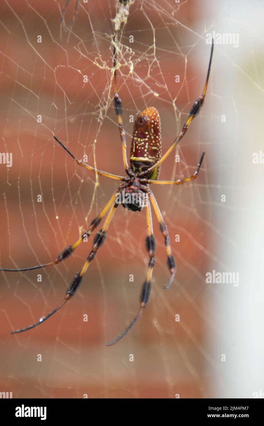A writing spider hanging in its web outside a house in Wilmington ...