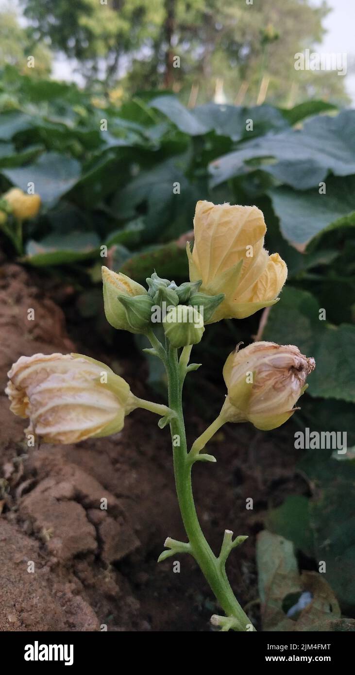 Beautiful sponge gourd flower hi-res stock photography and images - Alamy