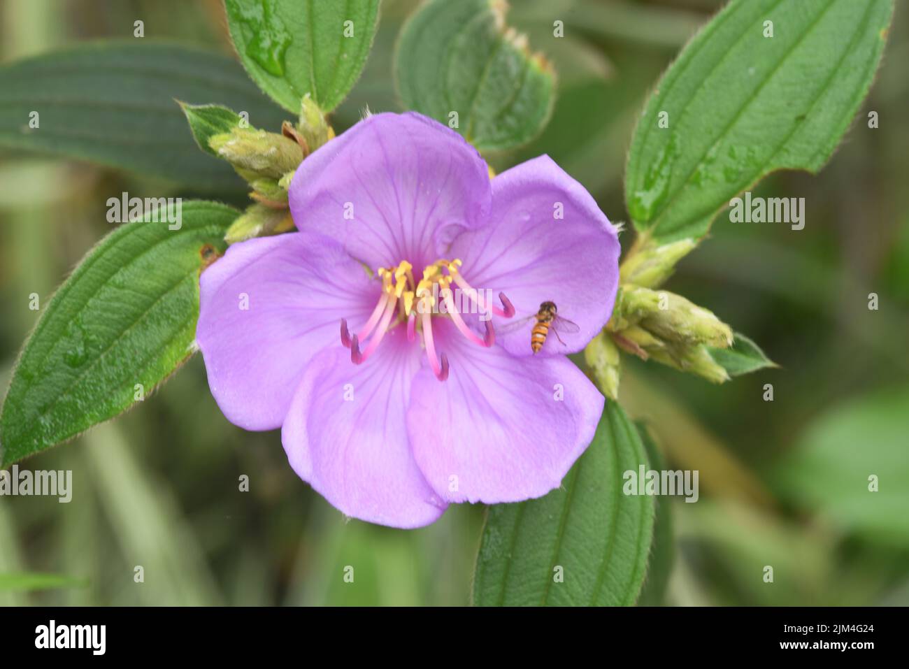 Lassiandra flower hi-res stock photography and images - Alamy