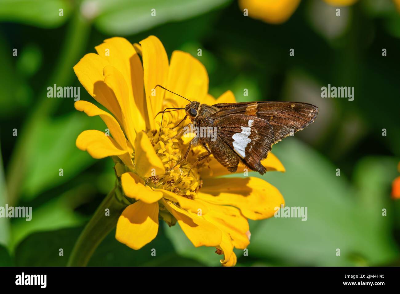 Silver-spotted skipper butterfly or Epargyreus clarus on Zinnia flower ...