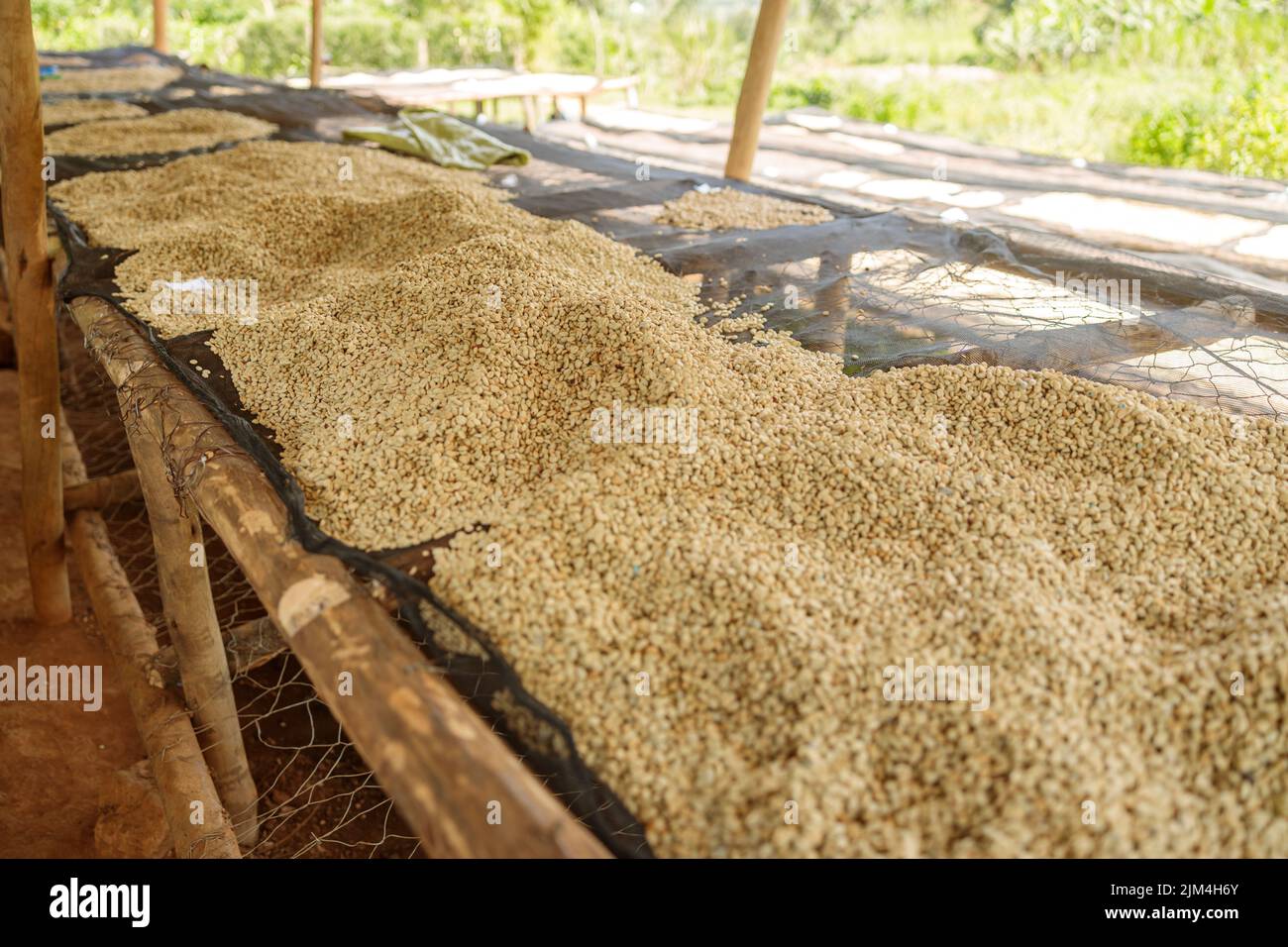 Coffee natural drying process at washing station on coffee farm Stock ...