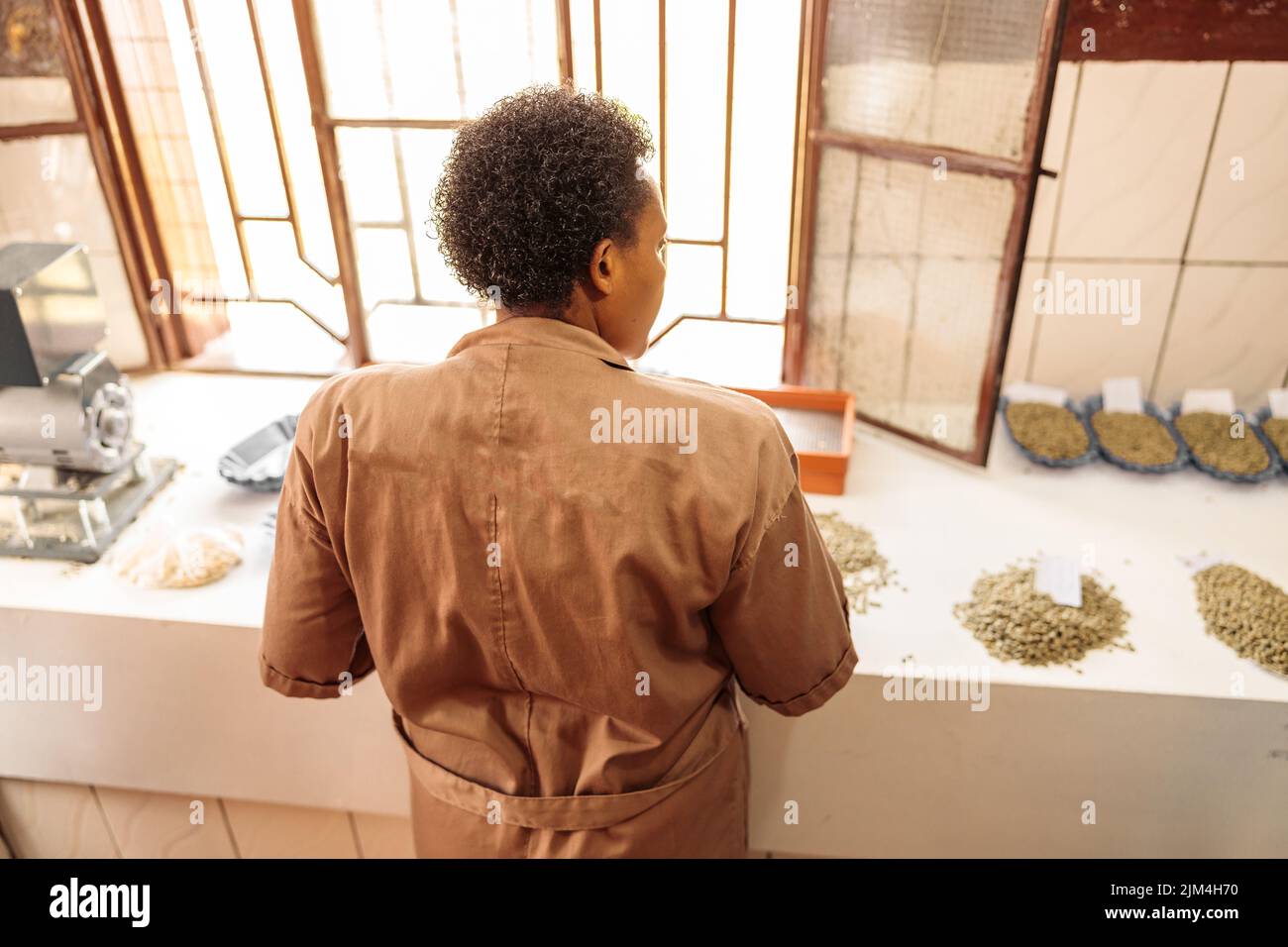 Female worker sorting coffee beans by size , standing near big window ...