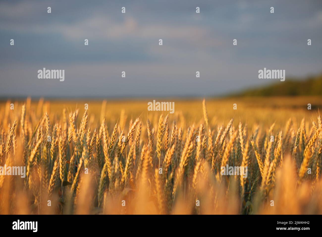 Wheat ears in the field, food background. Ears of wheat ripen in the ...