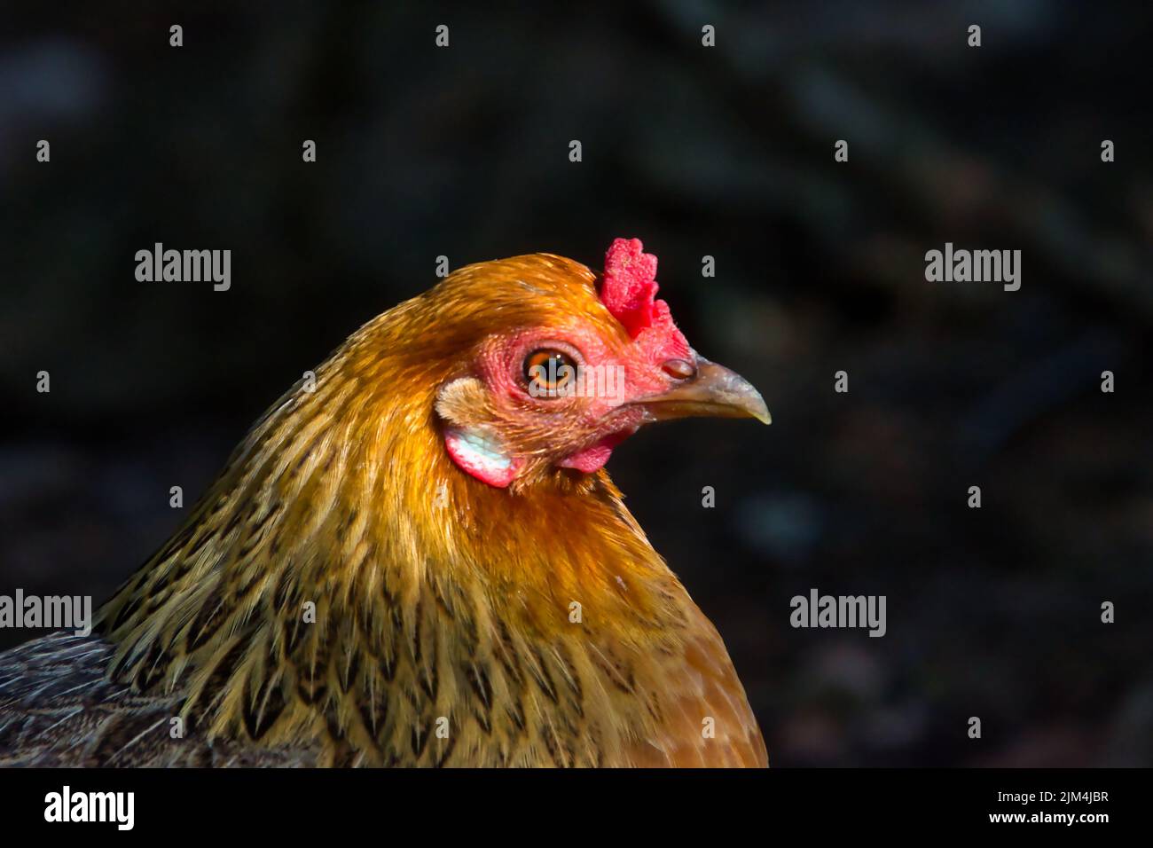 Rust colored bird hi-res stock photography and images - Alamy