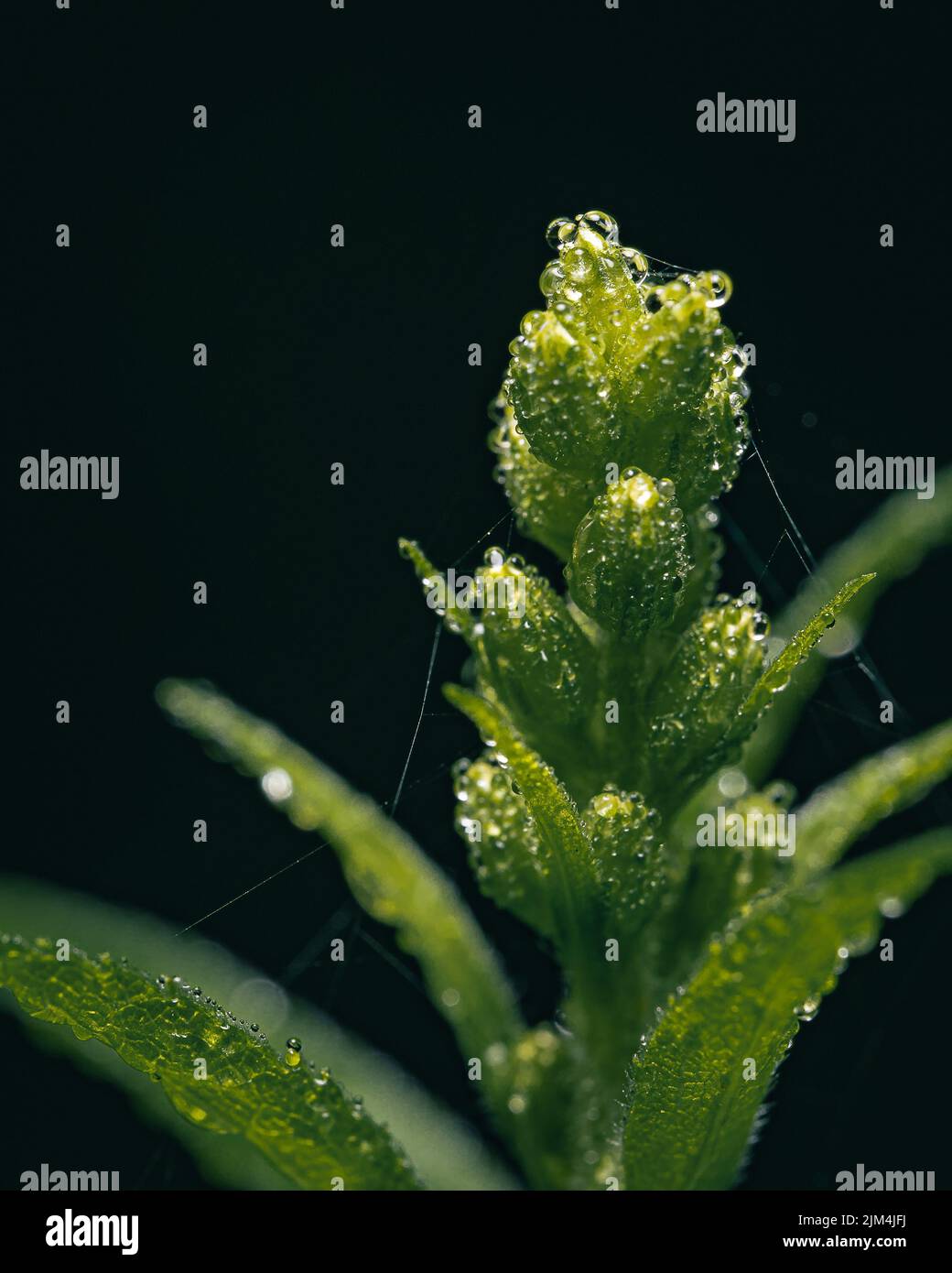 Marsh elder hi-res stock photography and images - Alamy