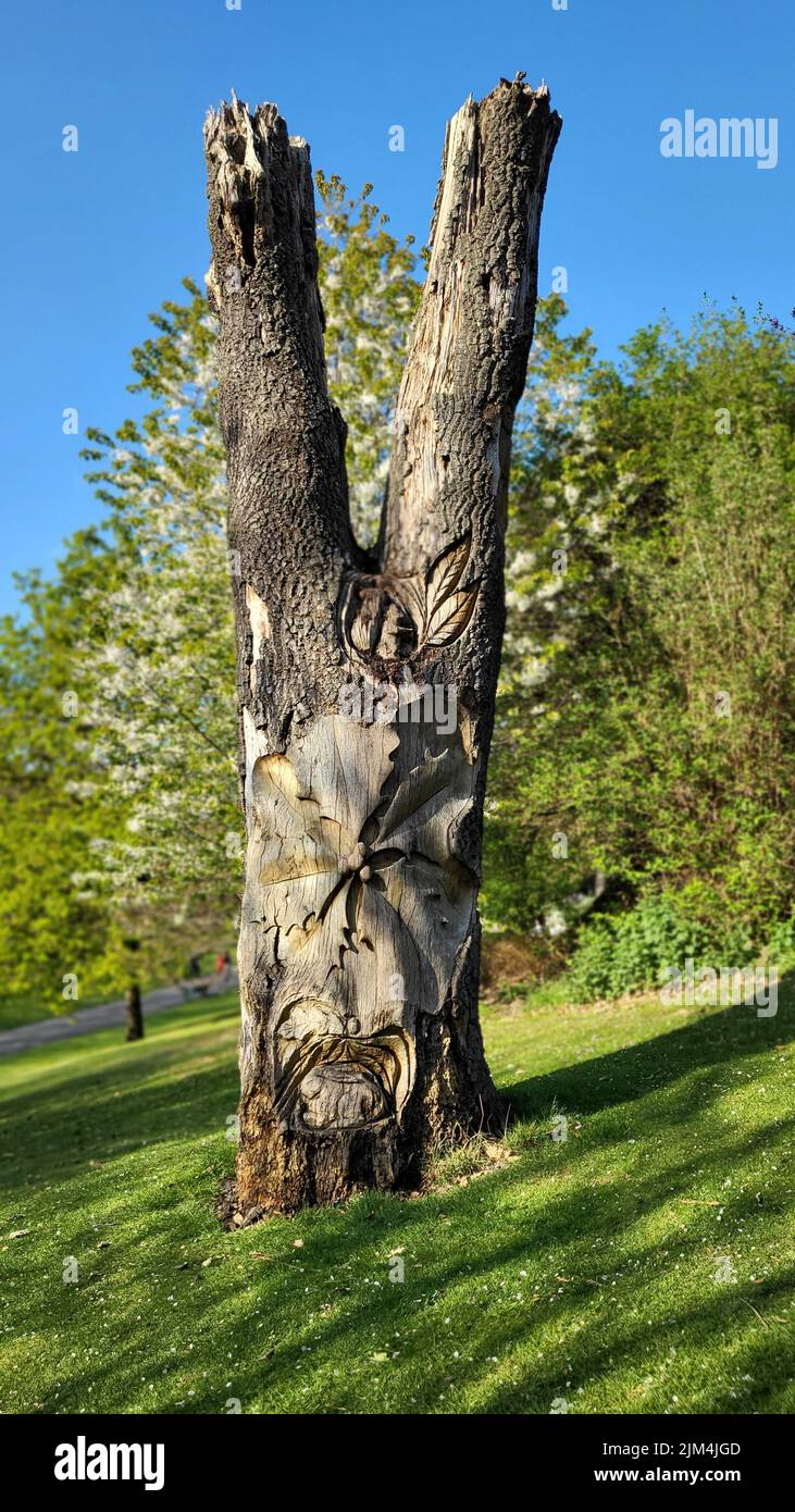 V shaped tree hi-res stock photography and images - Alamy