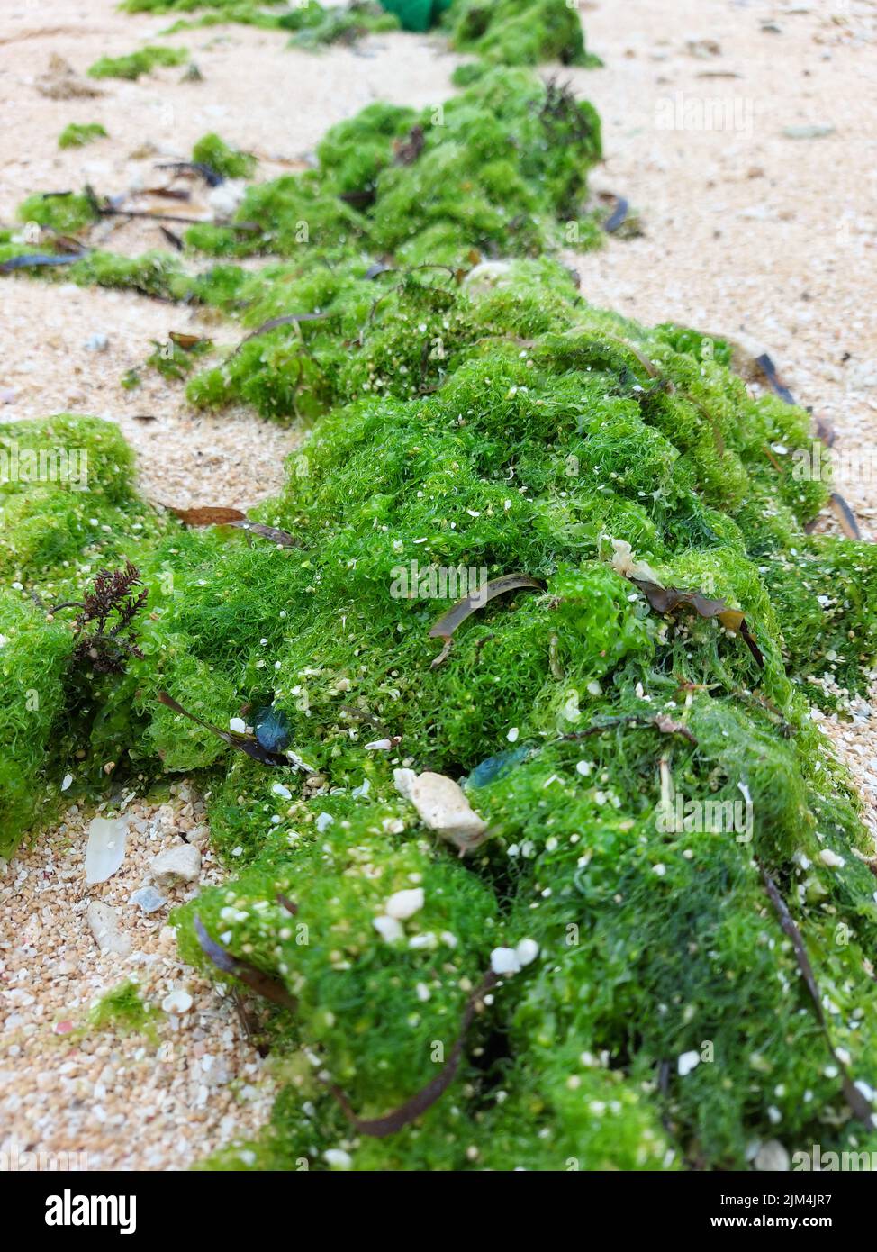 A vertical shot of green moss on a sandy beach Stock Photo - Alamy