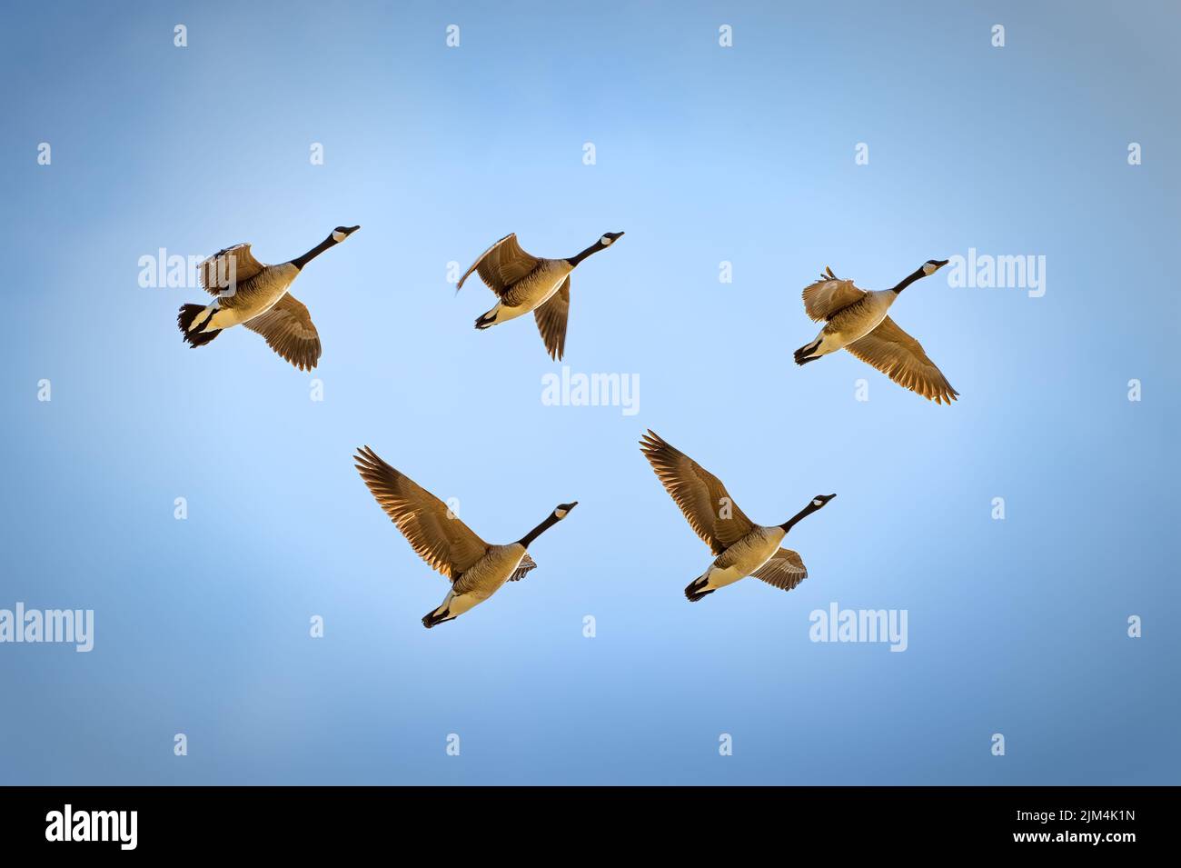 The five Canada geese flying in a blue sky Stock Photo - Alamy