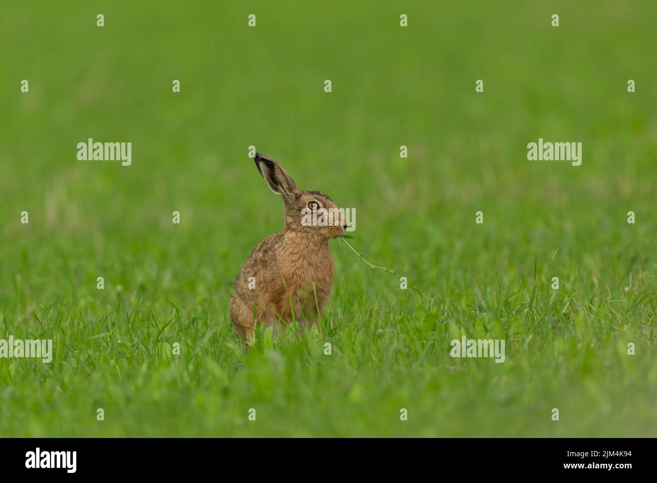 Brown Hare. Scientific name: Lepus Europaeus. Wild, native European ...