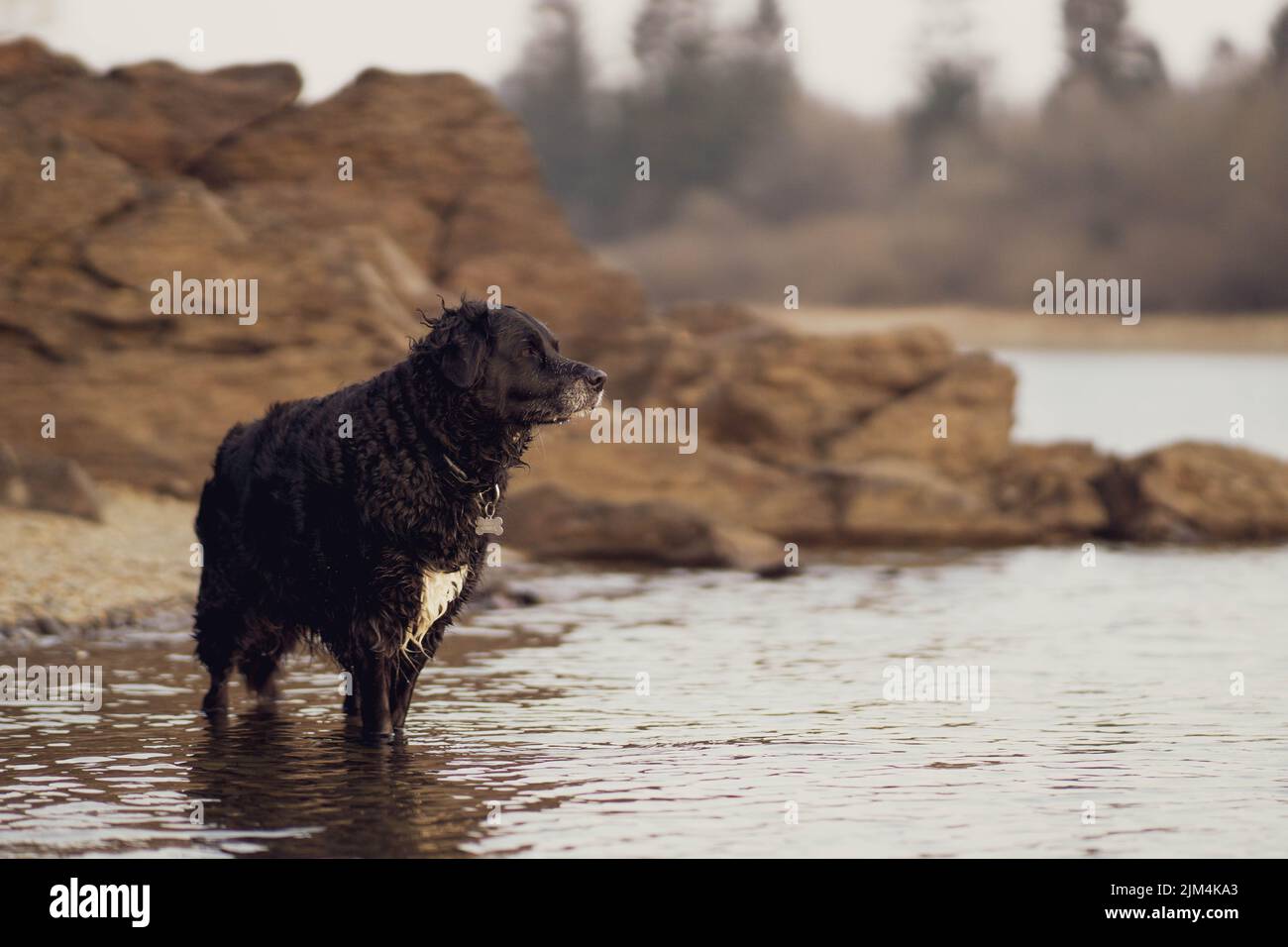 An adorable wet Curly-coated retriever in the shallow water of the lake ...
