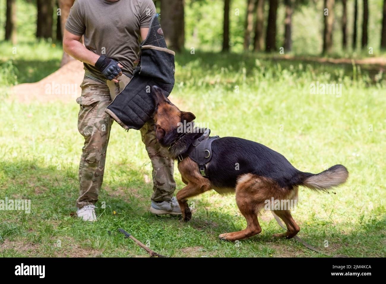 German Shepherd attacking dog handler during aggression training. High ...
