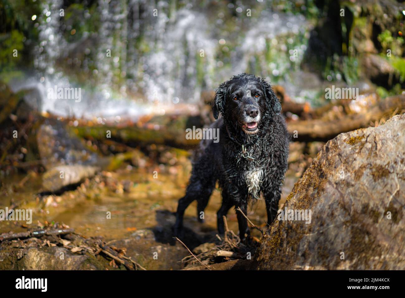 Curly coated retriever hi-res stock photography and images - Alamy