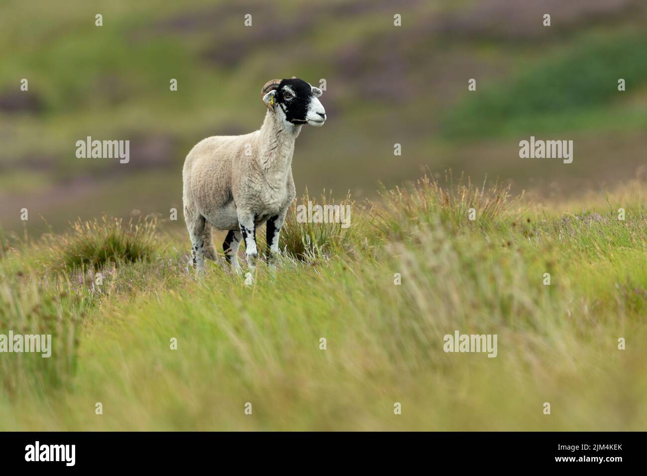 Swaledale ewe or female sheep stood on a colourful grousemoor in summer ...