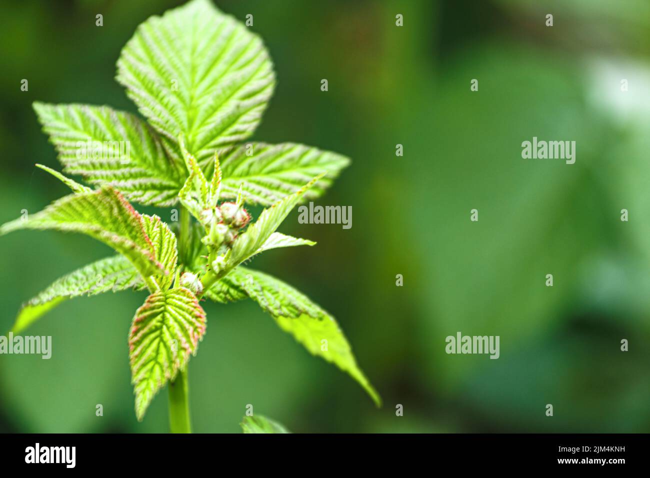 Raspberry inflorescence flowers and green leaves on a young branch of a ...