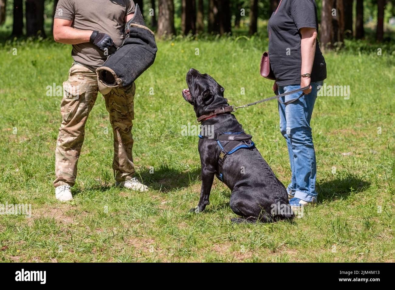 Cane Corso Attack Training