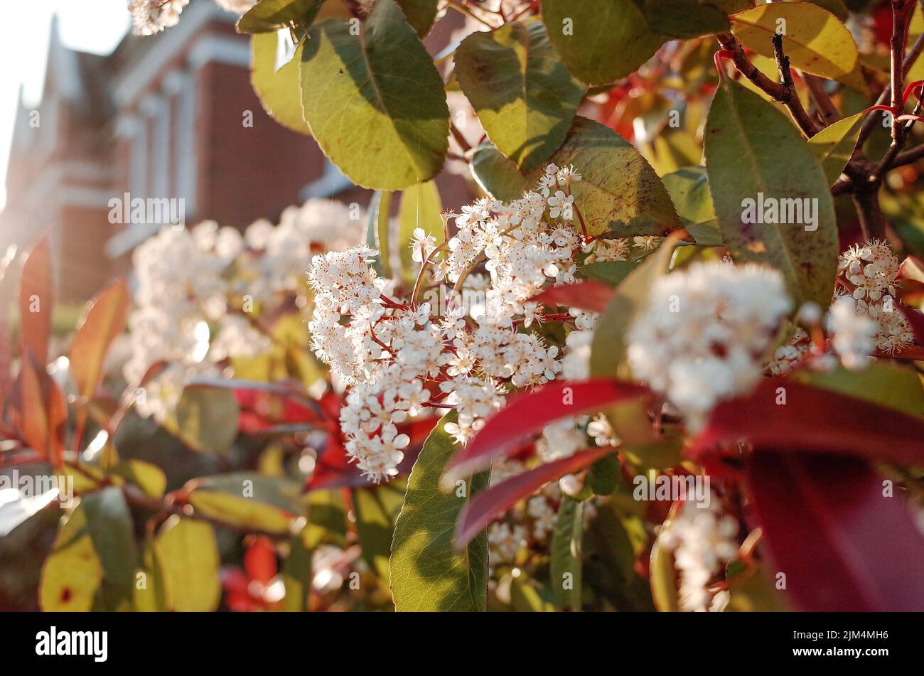 A closeup of Taiwanese photinia (Photinia serrulata) flowers in bloom ...