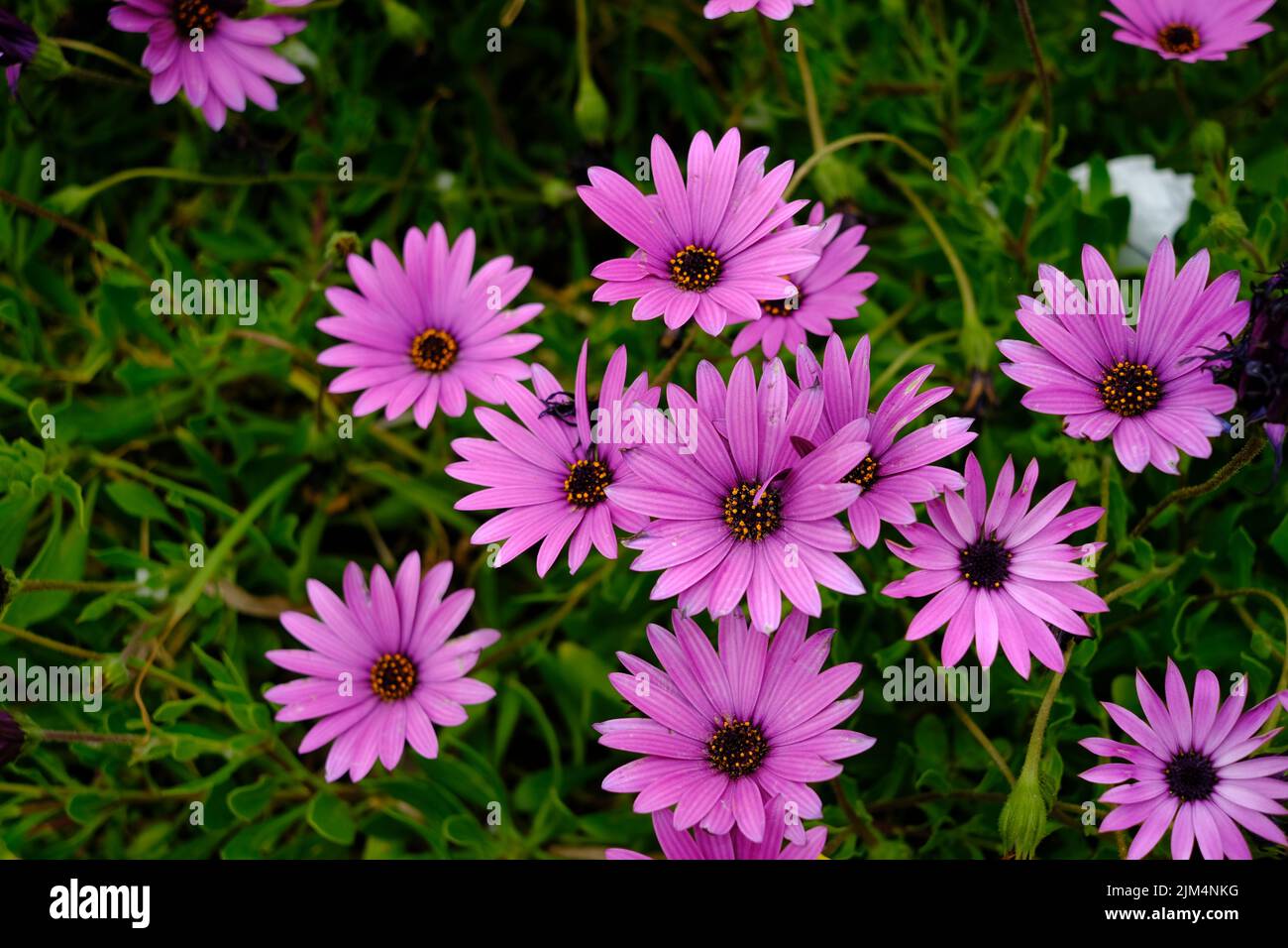 A beautiful bright pink flowers of African daisies in the garden on a ...