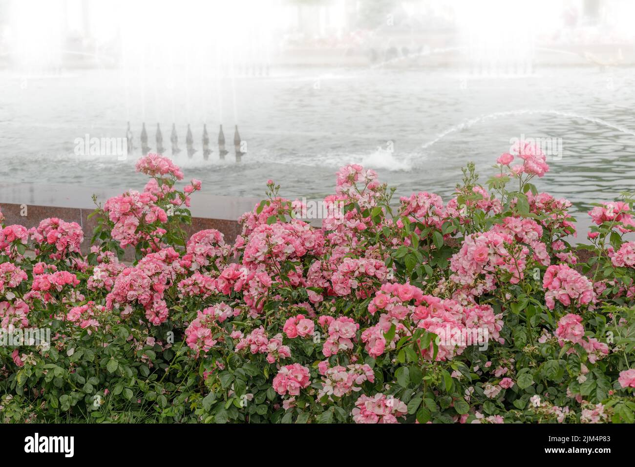 Blossoming bush of pink park roses in summer decorative garden ...