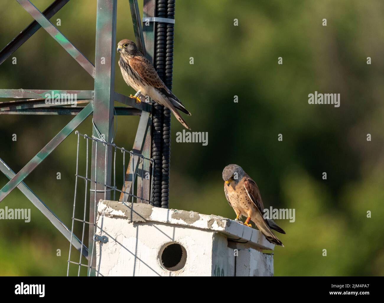 Saker falcon breeding box hi-res stock photography and images - Alamy