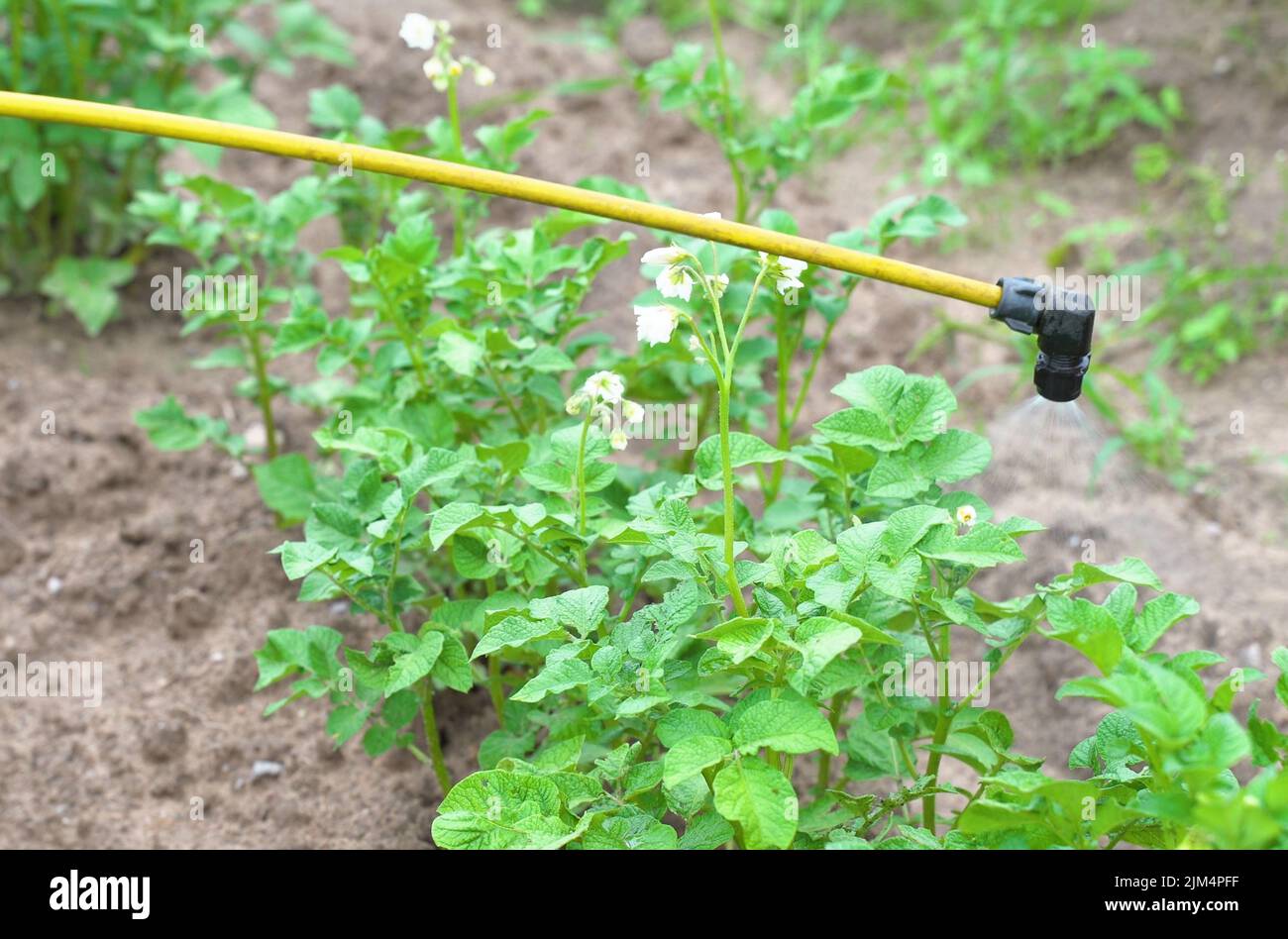 Spraying potatoes with pesticides. Destruction of the larvae of the ...