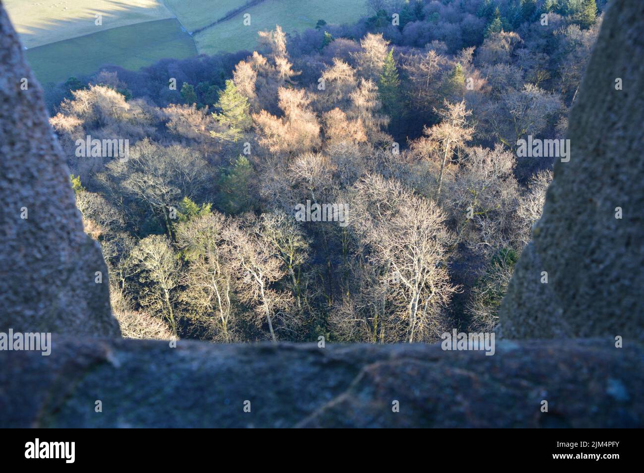 An aerial view of dry lush trees in forest Stock Photo - Alamy