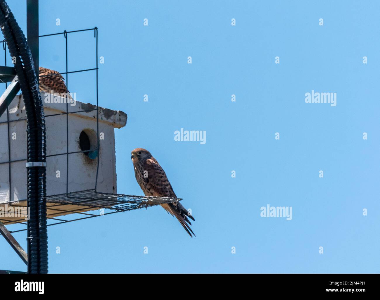 Saker falcon breeding box hi-res stock photography and images - Alamy