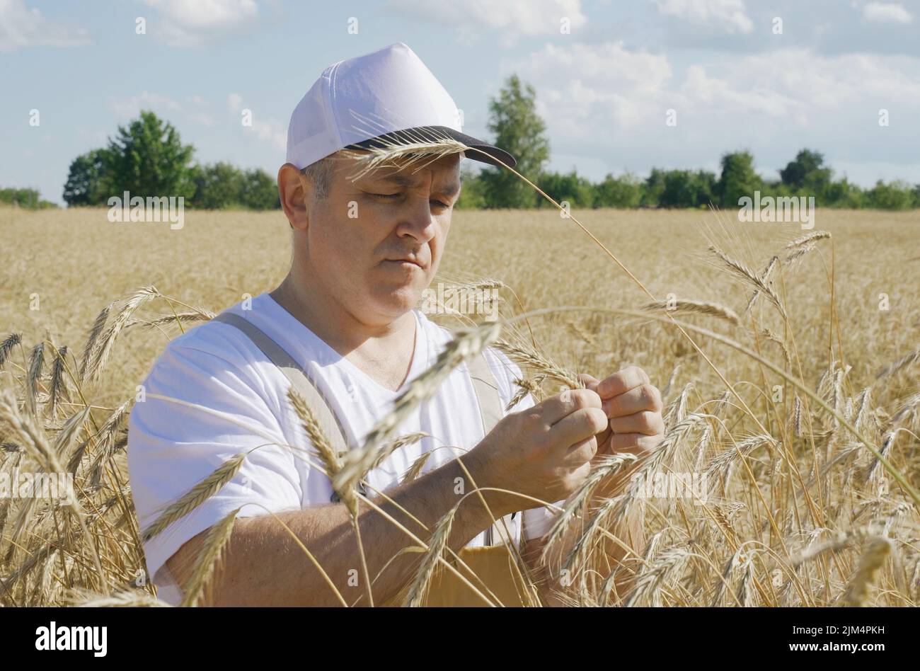 A farmer inspects a field with growing wheat, checks the quality of the ...