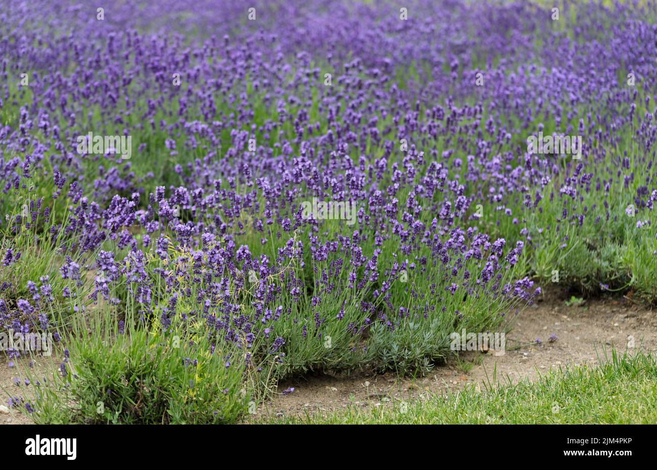 Lavender flowers on large bushes during flowering. Bright purple ...