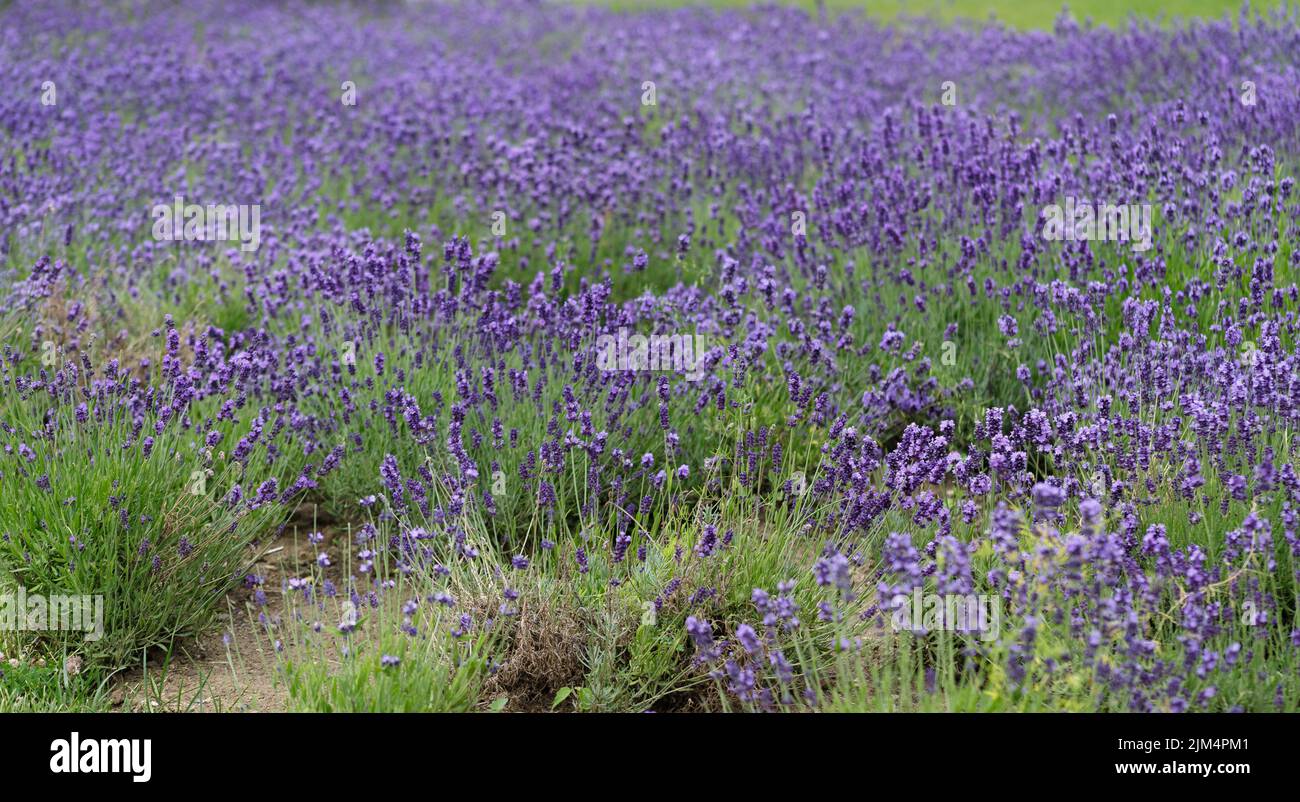 Lavender flowers on large bushes during flowering. Bright purple ...